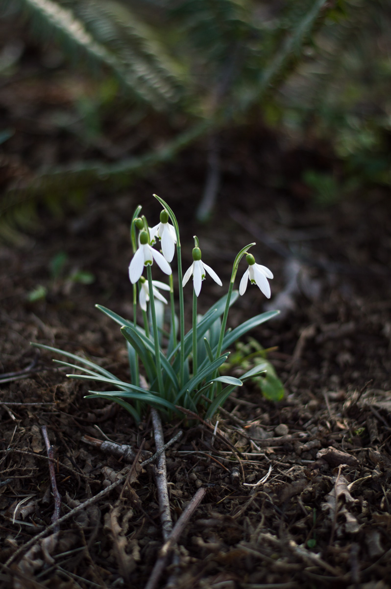 The Enchanted Spring | Tales of Huckleberry Island