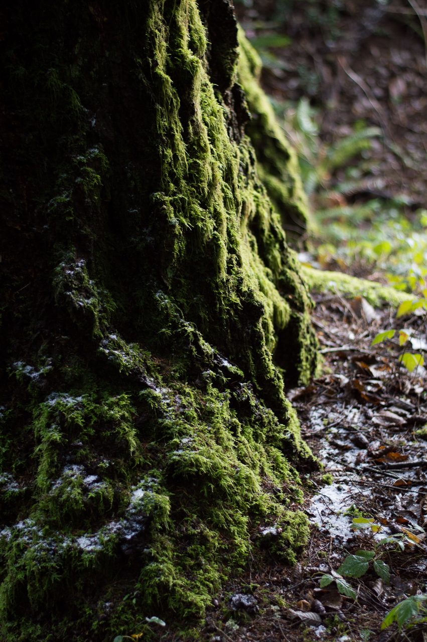 Moss Carpets and the Moustache Tree | Tales of Huckleberry Island